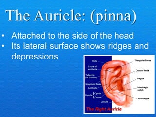1-Anatomy of ear Anatomy of ear Anatomy of ear Anatomy of ear .pdf