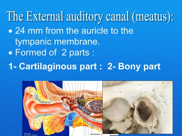 1-Anatomy of ear Anatomy of ear Anatomy of ear Anatomy of ear .pdf
