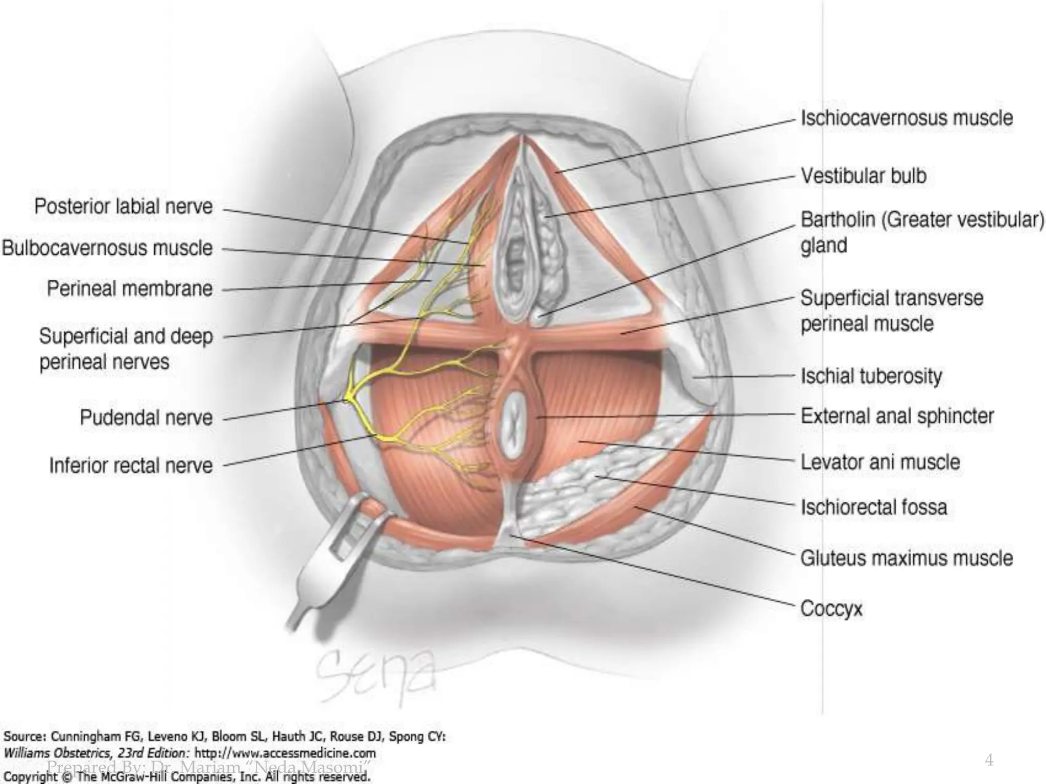 1-Anatomy of female genital tract 1.pptx