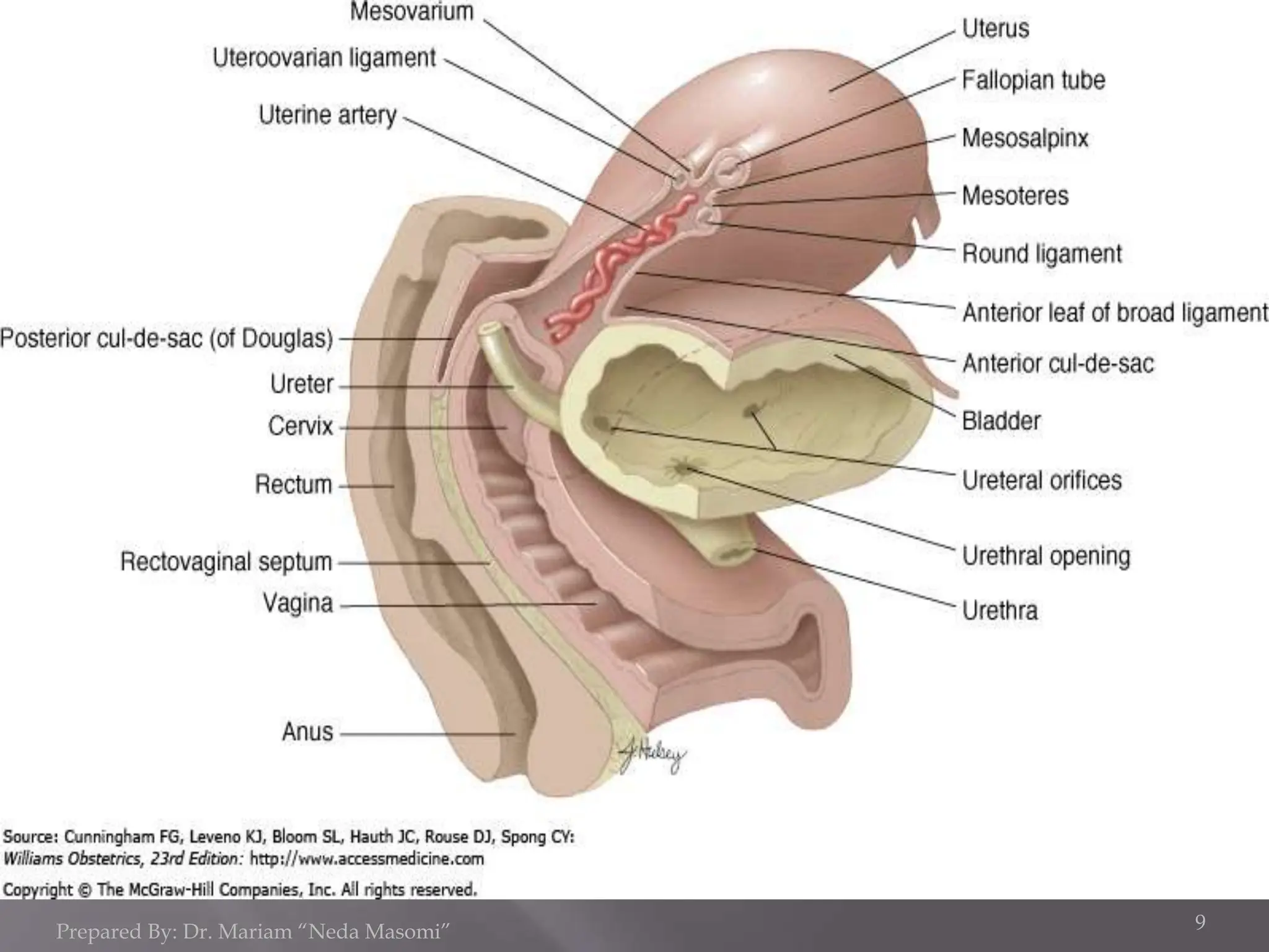 1-Anatomy of female genital tract 1.pptx