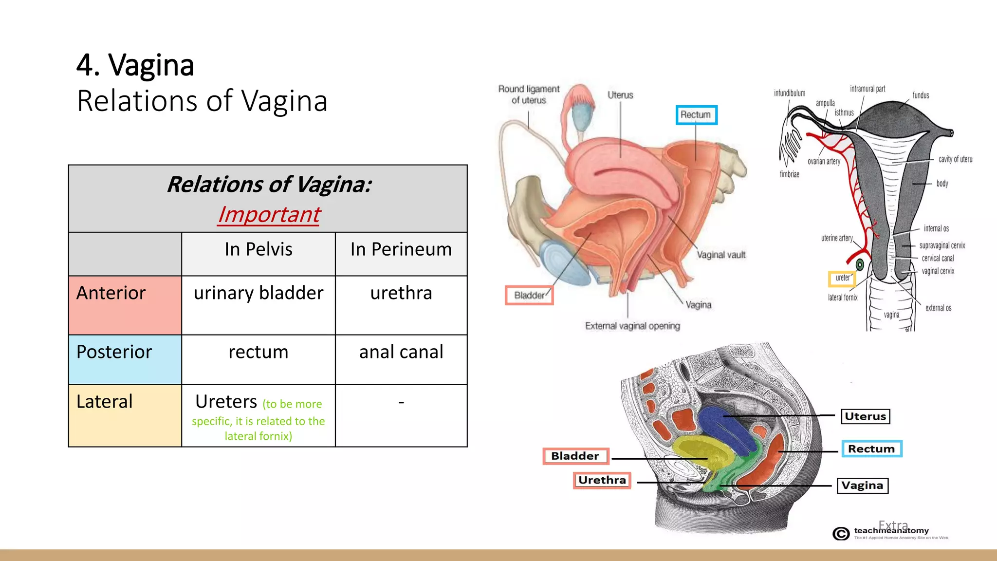 1- Anatomy of Female Reproductive System.pdf