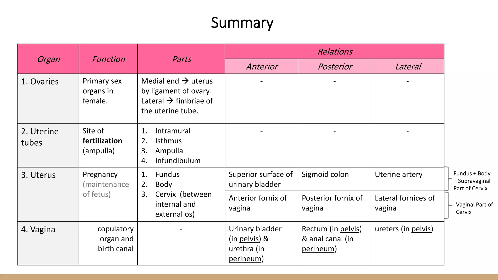 1- Anatomy of Female Reproductive System.pdf