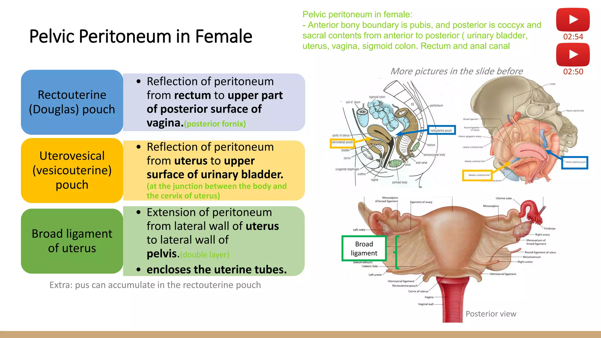 1- Anatomy of Female Reproductive System.pdf