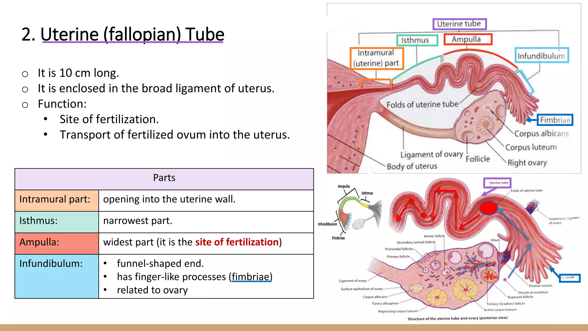 1- Anatomy of Female Reproductive System.pdf