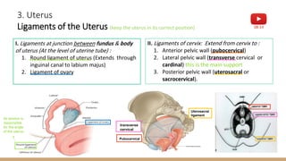 1- Anatomy of Female Reproductive System.pdf
