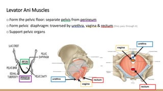 1- Anatomy of Female Reproductive System.pdf