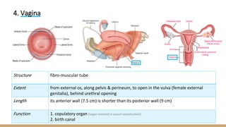 1- Anatomy of Female Reproductive System.pdf
