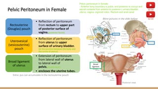 1- Anatomy of Female Reproductive System.pdf