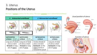1- Anatomy of Female Reproductive System.pdf