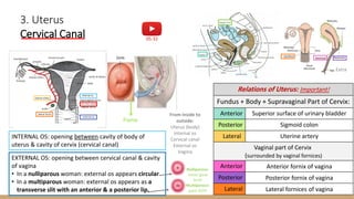 1- Anatomy of Female Reproductive System.pdf