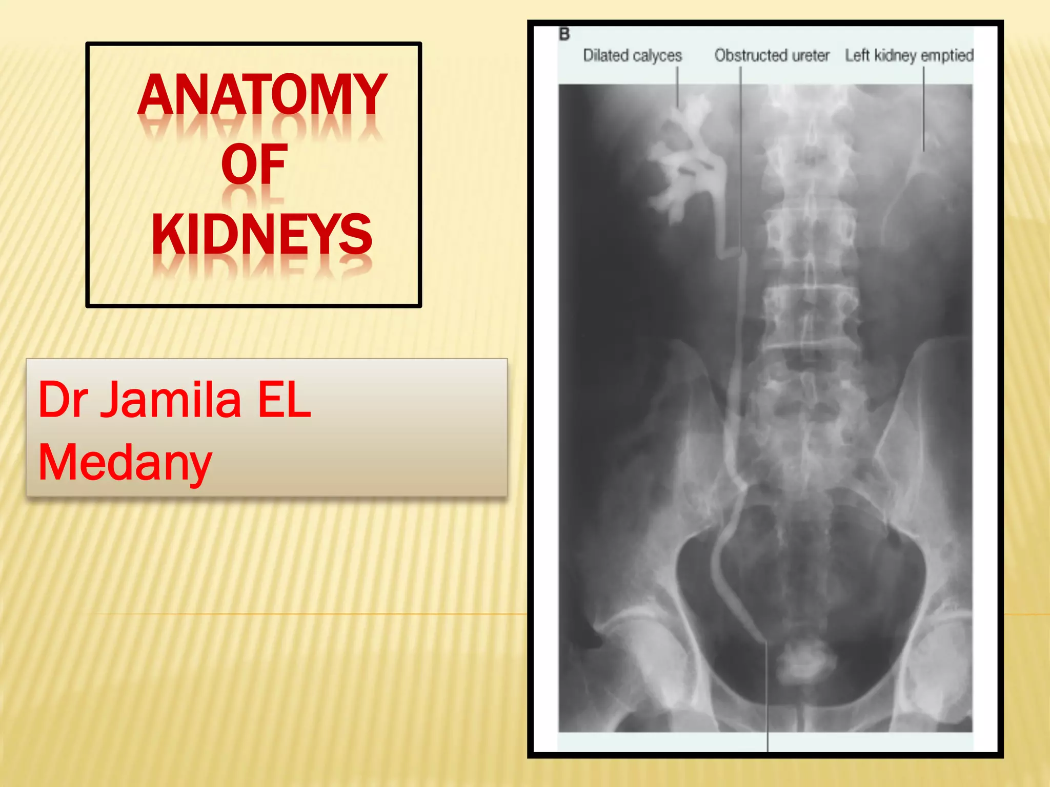 1- Anatomy of kidneys .pdf