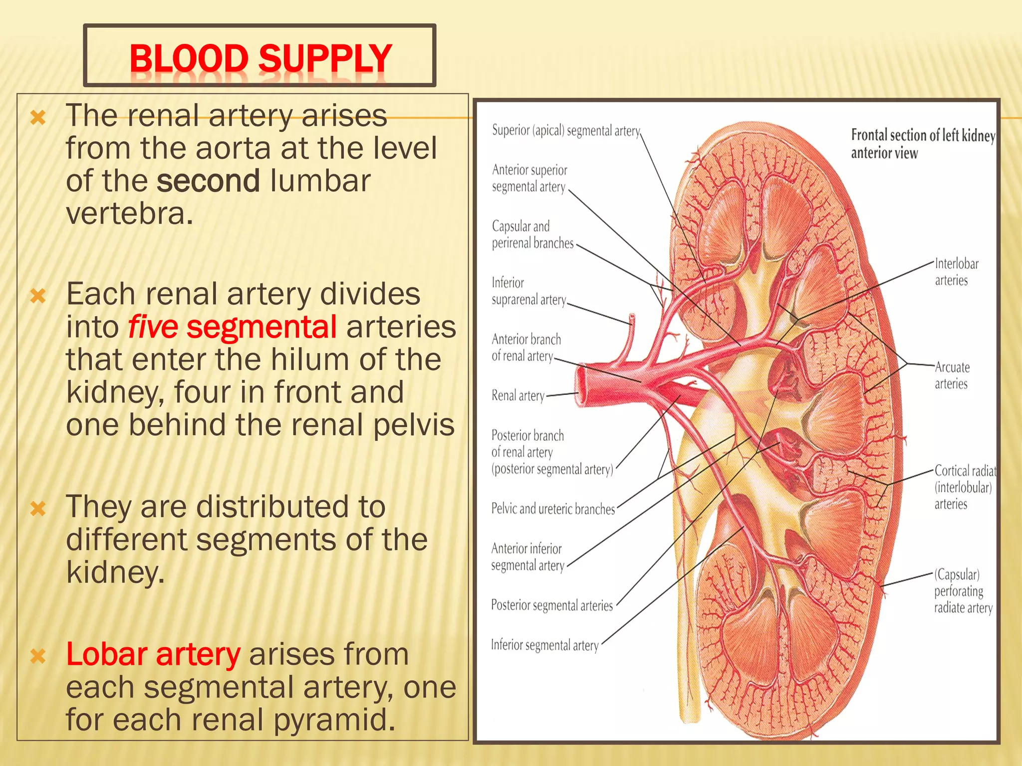 1- Anatomy of kidneys .pdf