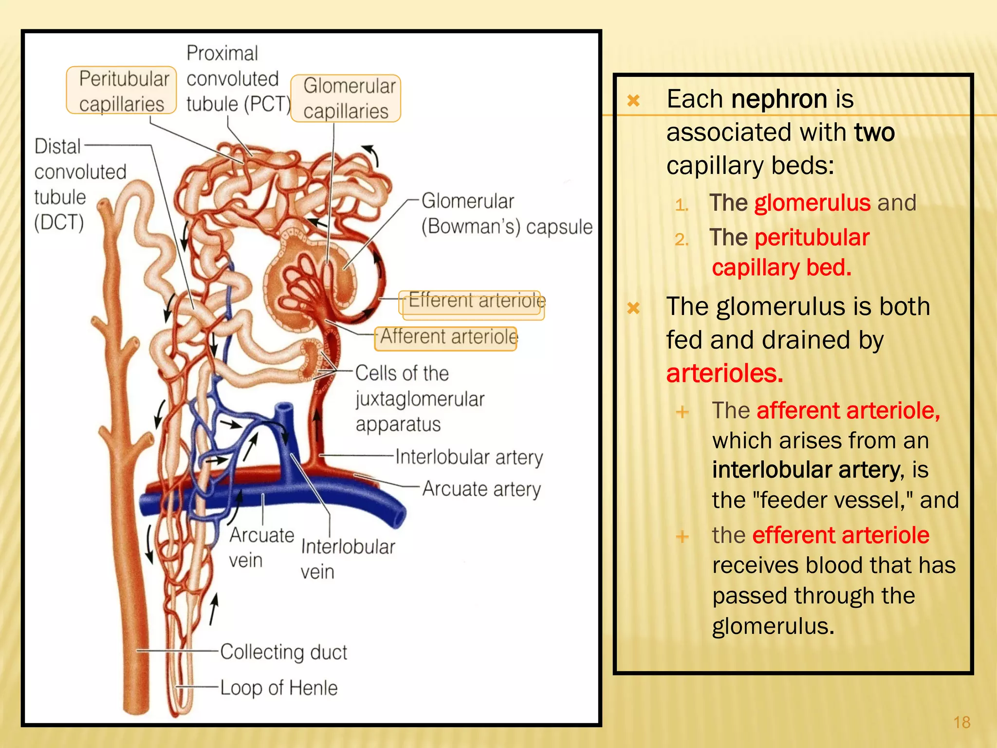 1- Anatomy of kidneys .pdf