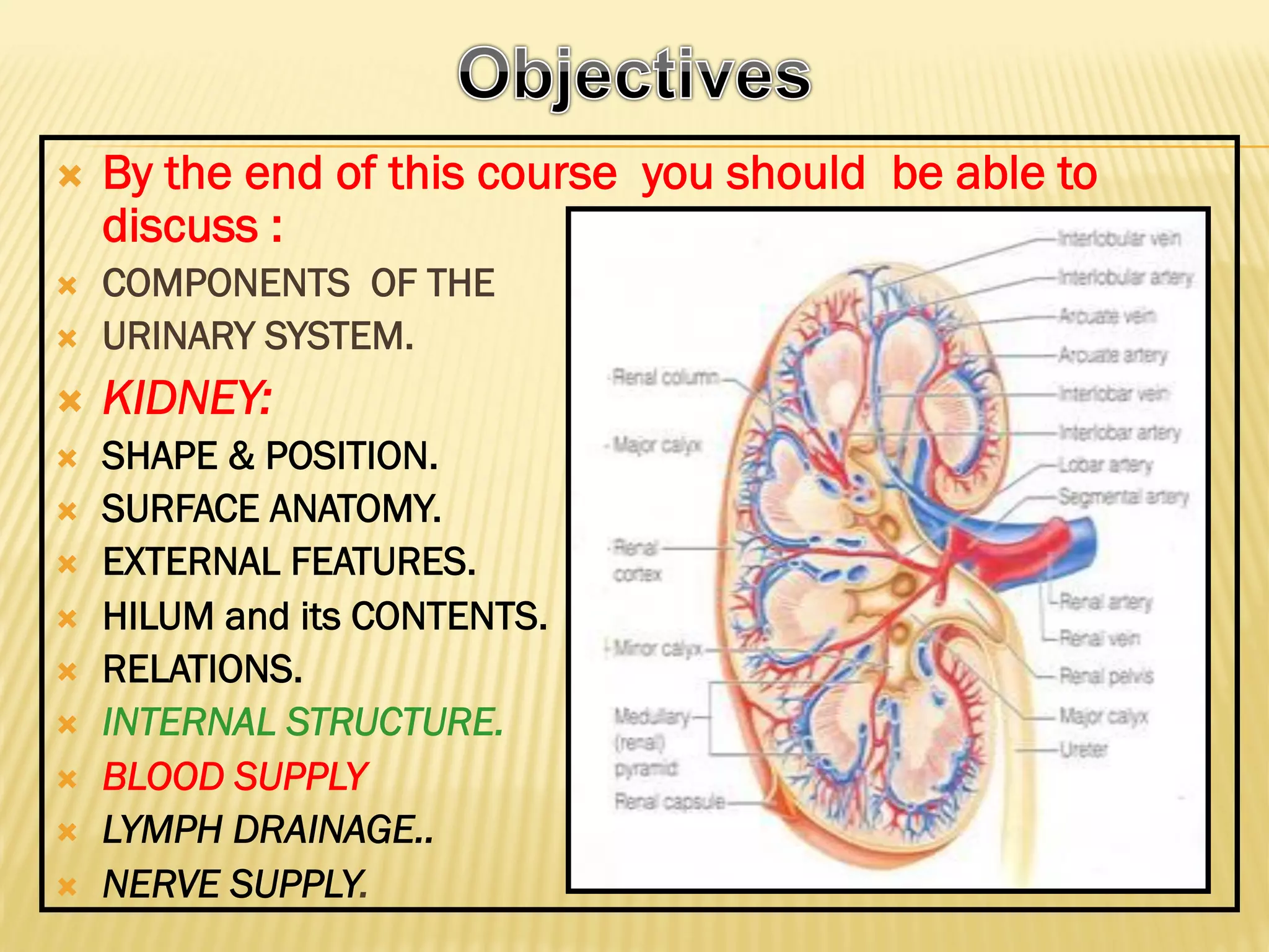 1- Anatomy of kidneys .pdf