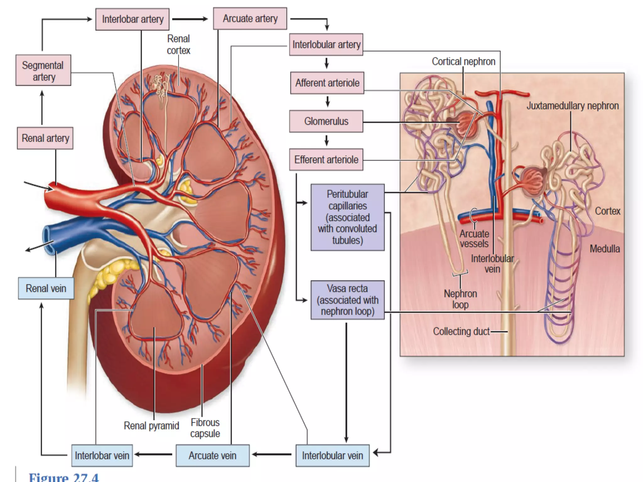 1- Anatomy of kidneys .pdf