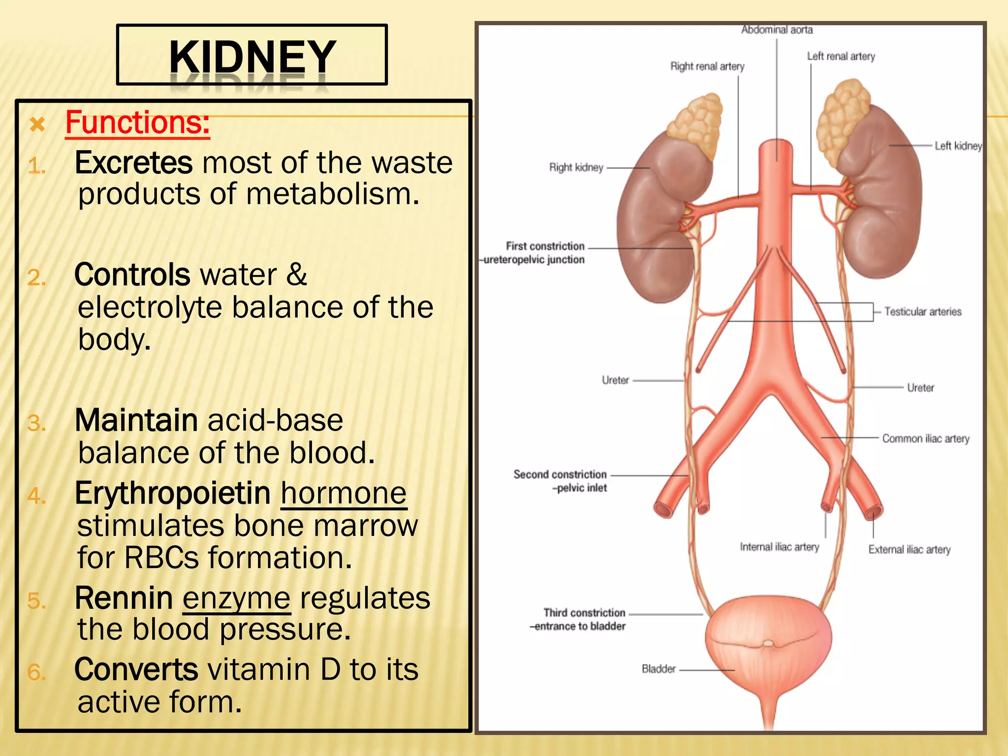 1- Anatomy of kidneys .pdf