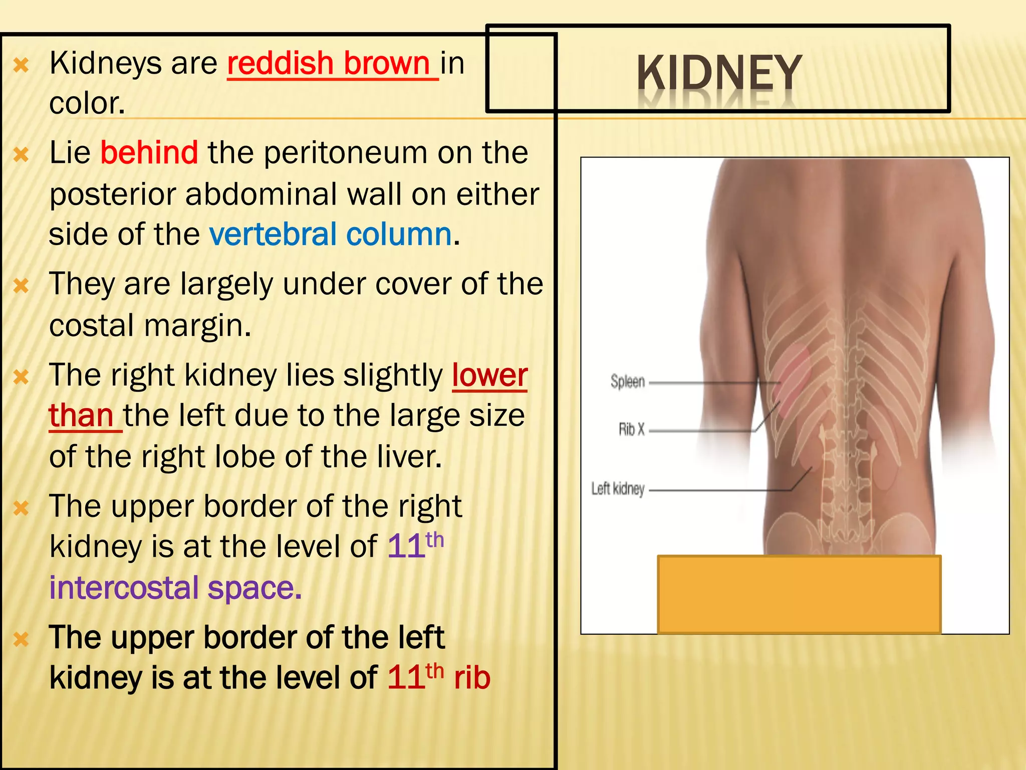 1- Anatomy of kidneys .pdf