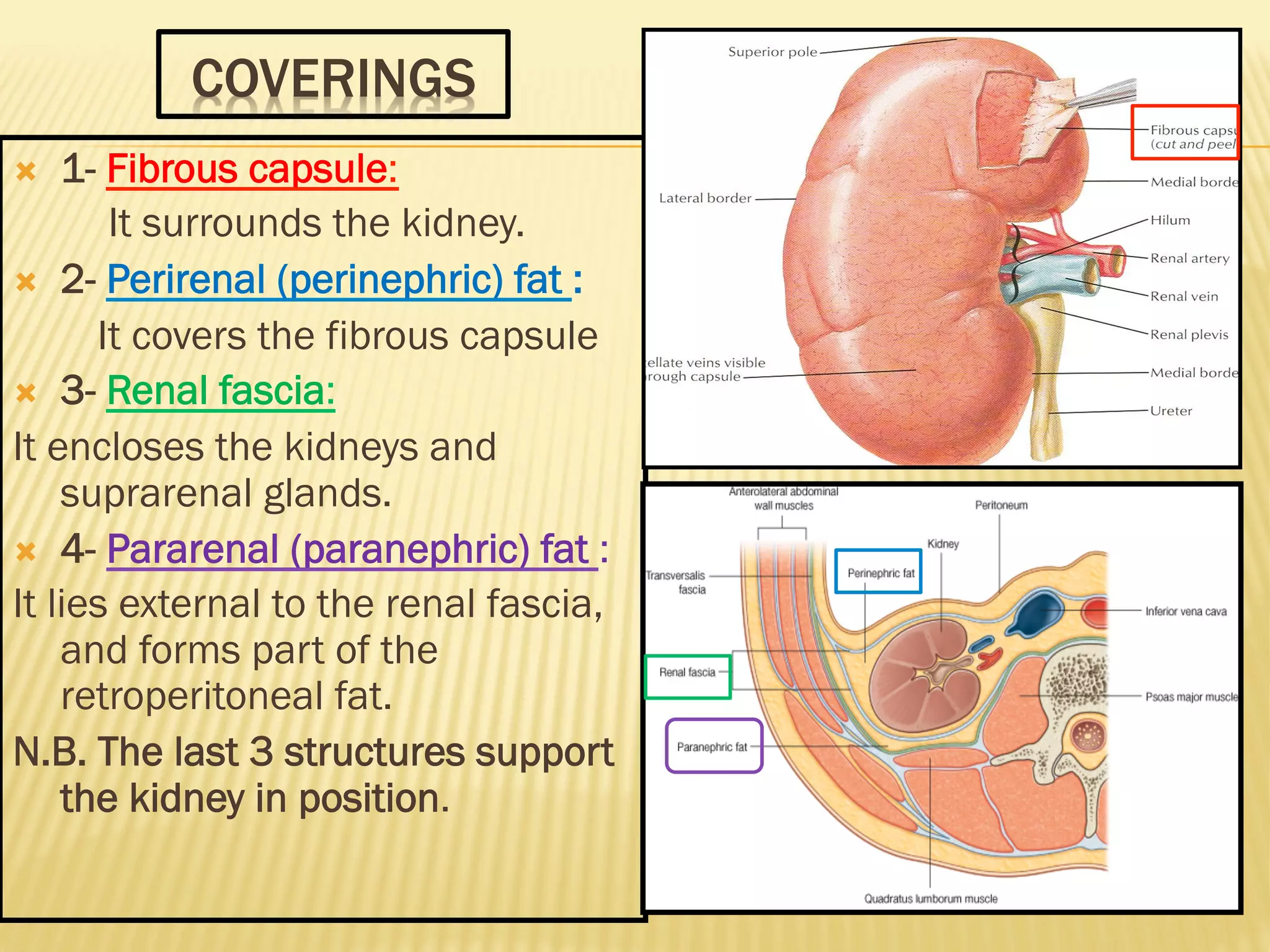 1- Anatomy of kidneys .pdf