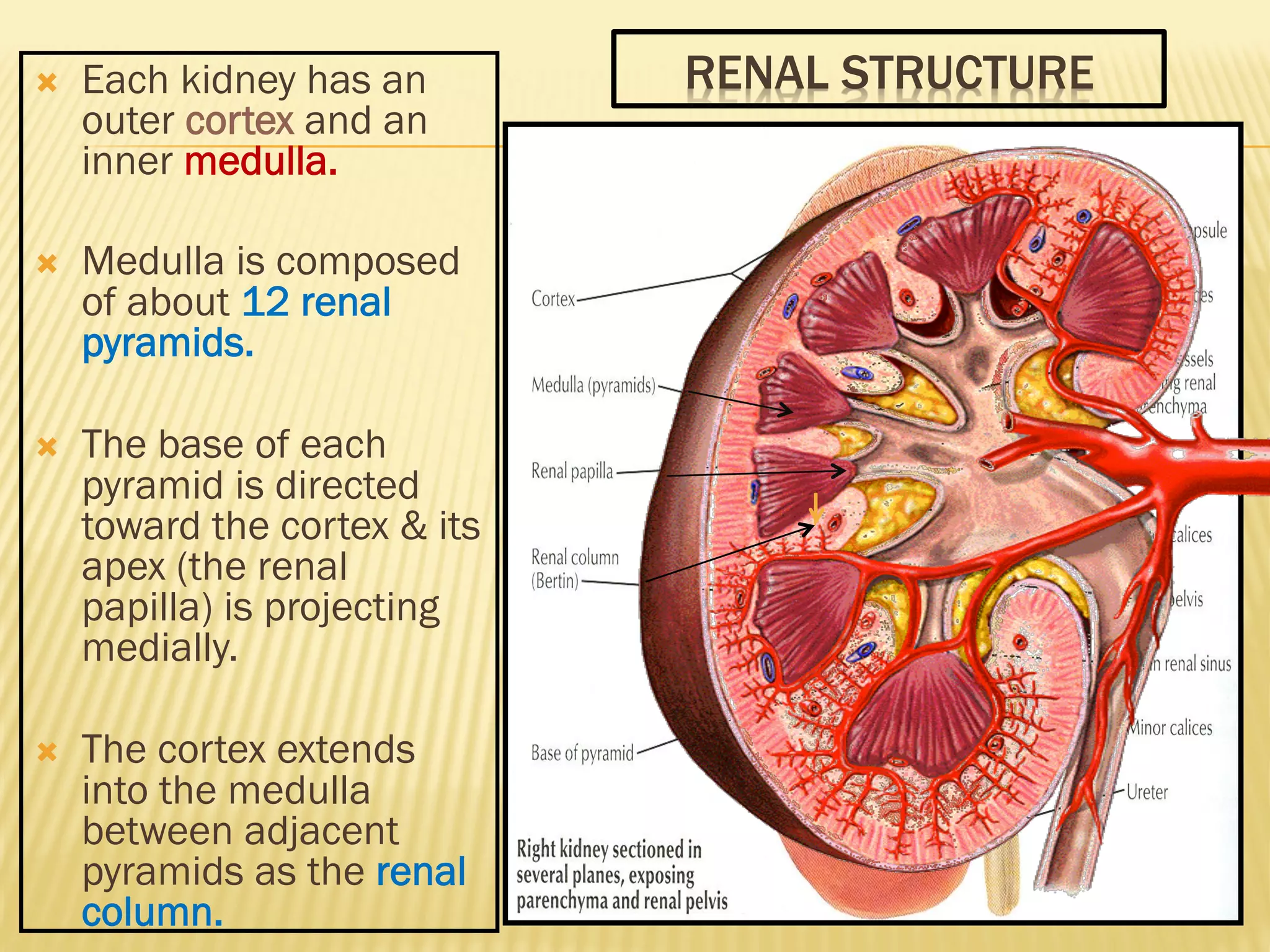 1- Anatomy of kidneys .pdf