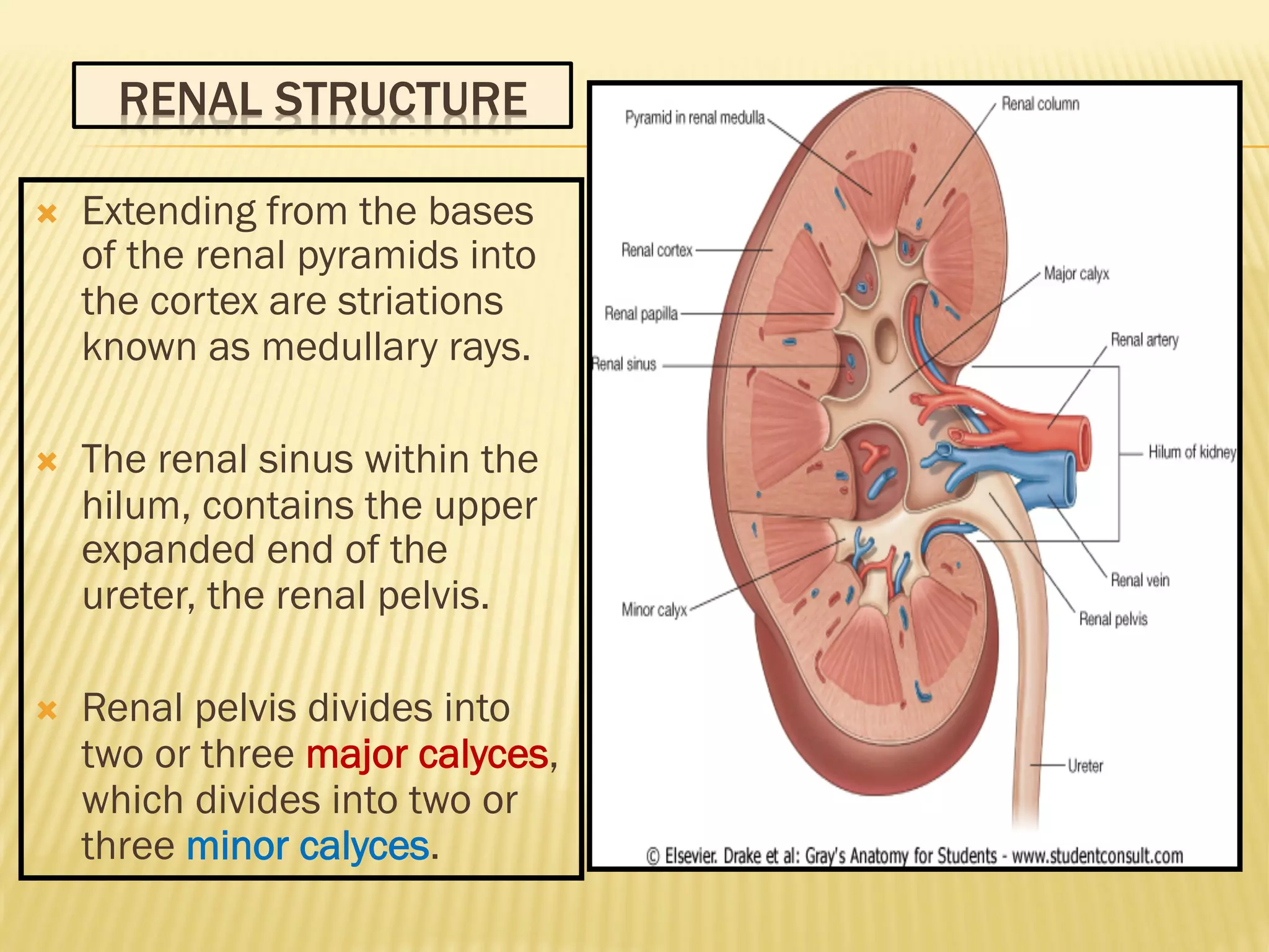 1- Anatomy of kidneys .pdf