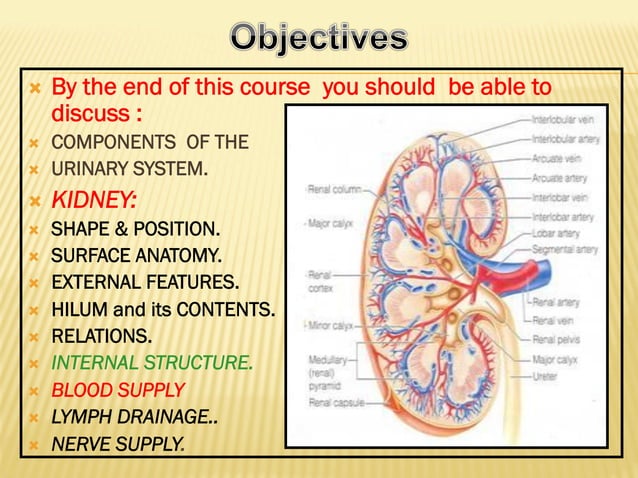 1- Anatomy of kidneys .pdf