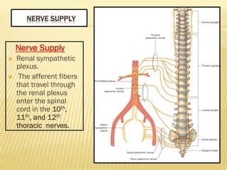 1- Anatomy of kidneys .pdf