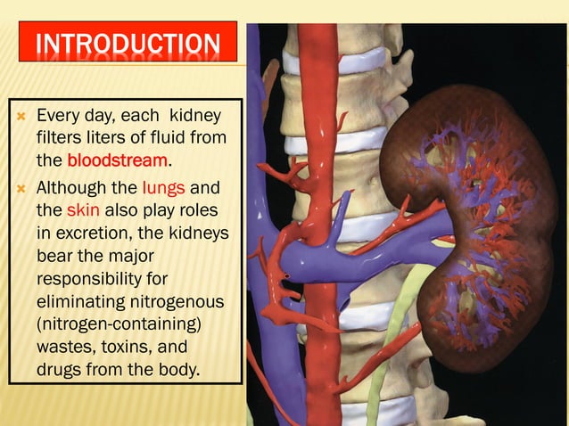 1- Anatomy of kidneys .pdf