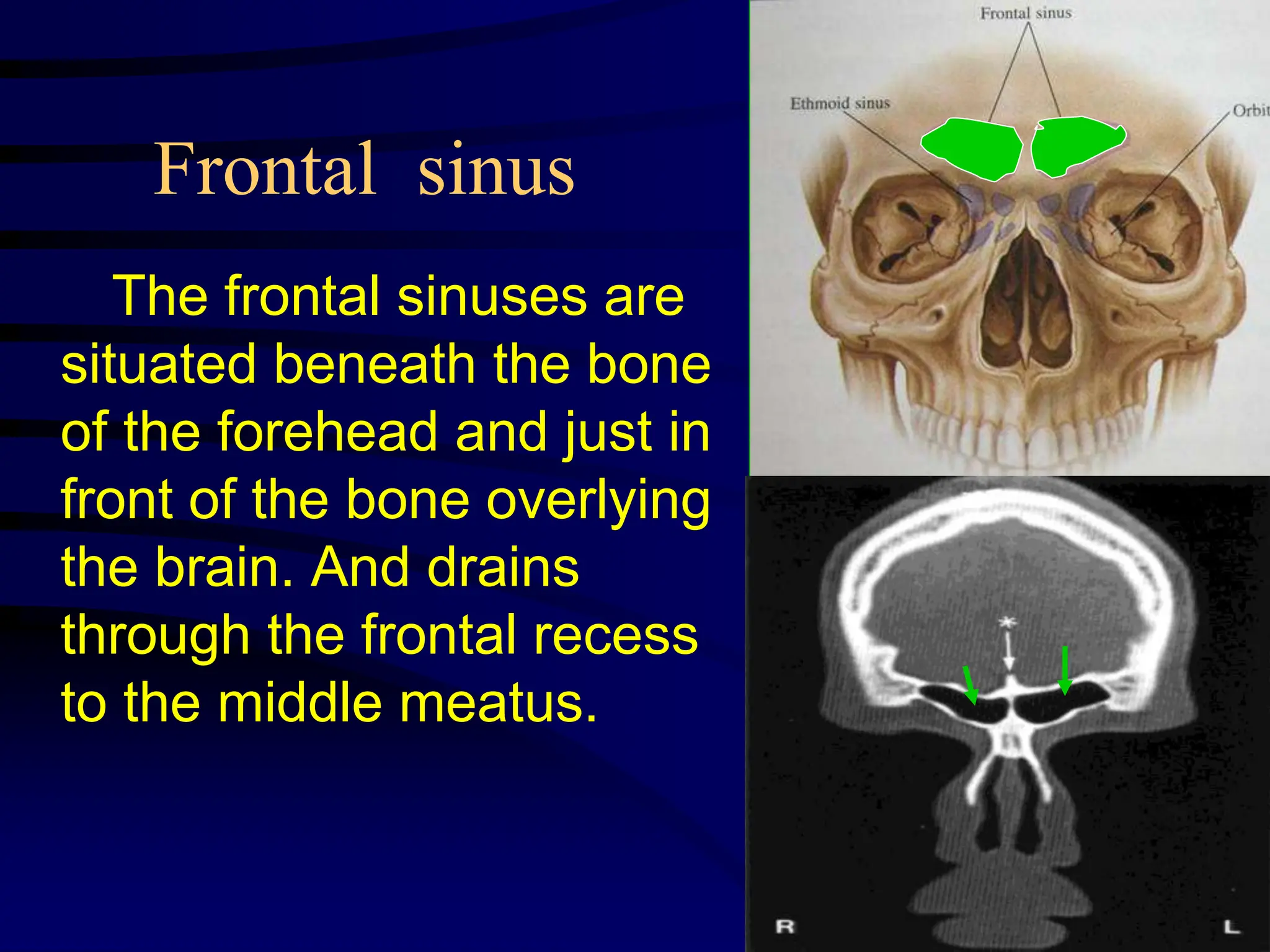 1-Anatomy of Nose.ppt nose external nam internal | PPT | Ear, Nose and ...