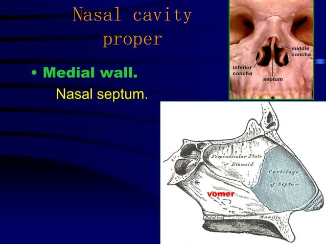 1-Anatomy of Nose.ppt nose external nam internal | PPT | Ear, Nose and ...