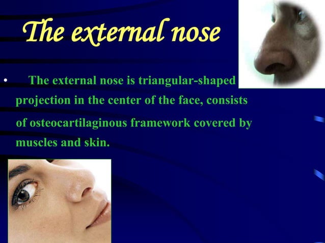 1-Anatomy of Nose.ppt nose external nam internal | PPT | Ear, Nose and ...