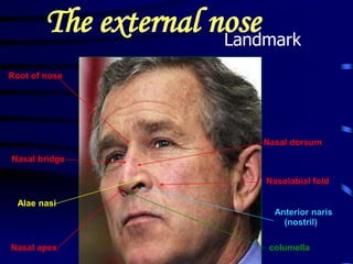 1-Anatomy of Nose.ppt nose external nam internal | PPT