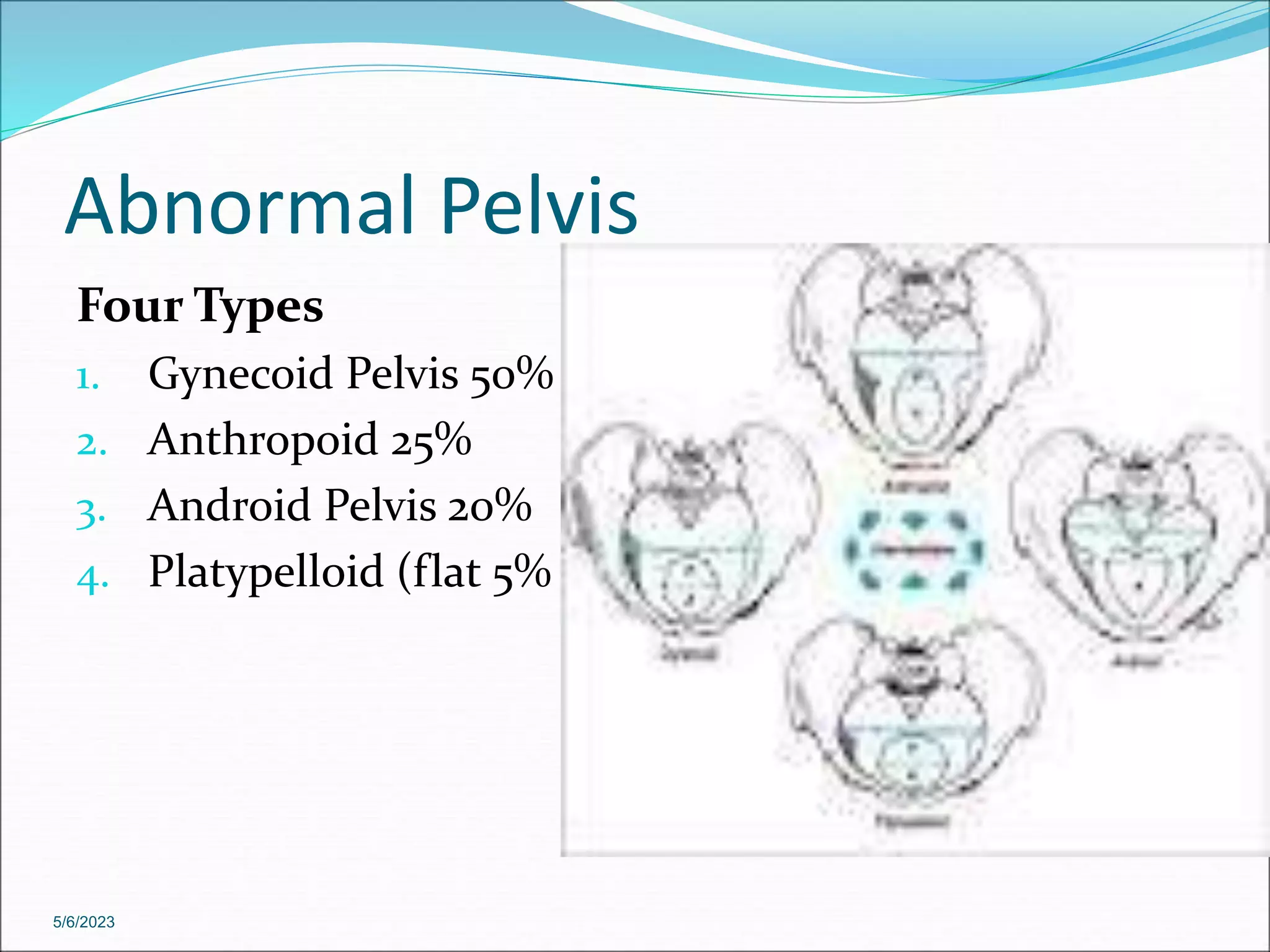 1-Anatomy of the female genital organ (1).ppt