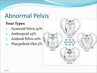 1-Anatomy of the female genital organ (1).ppt