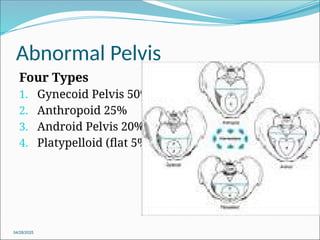 1- Anatomy of the female genital organ[1][2]-2.pptx