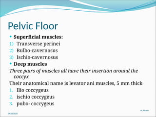 1- Anatomy of the female genital organ[1][2]-2.pptx