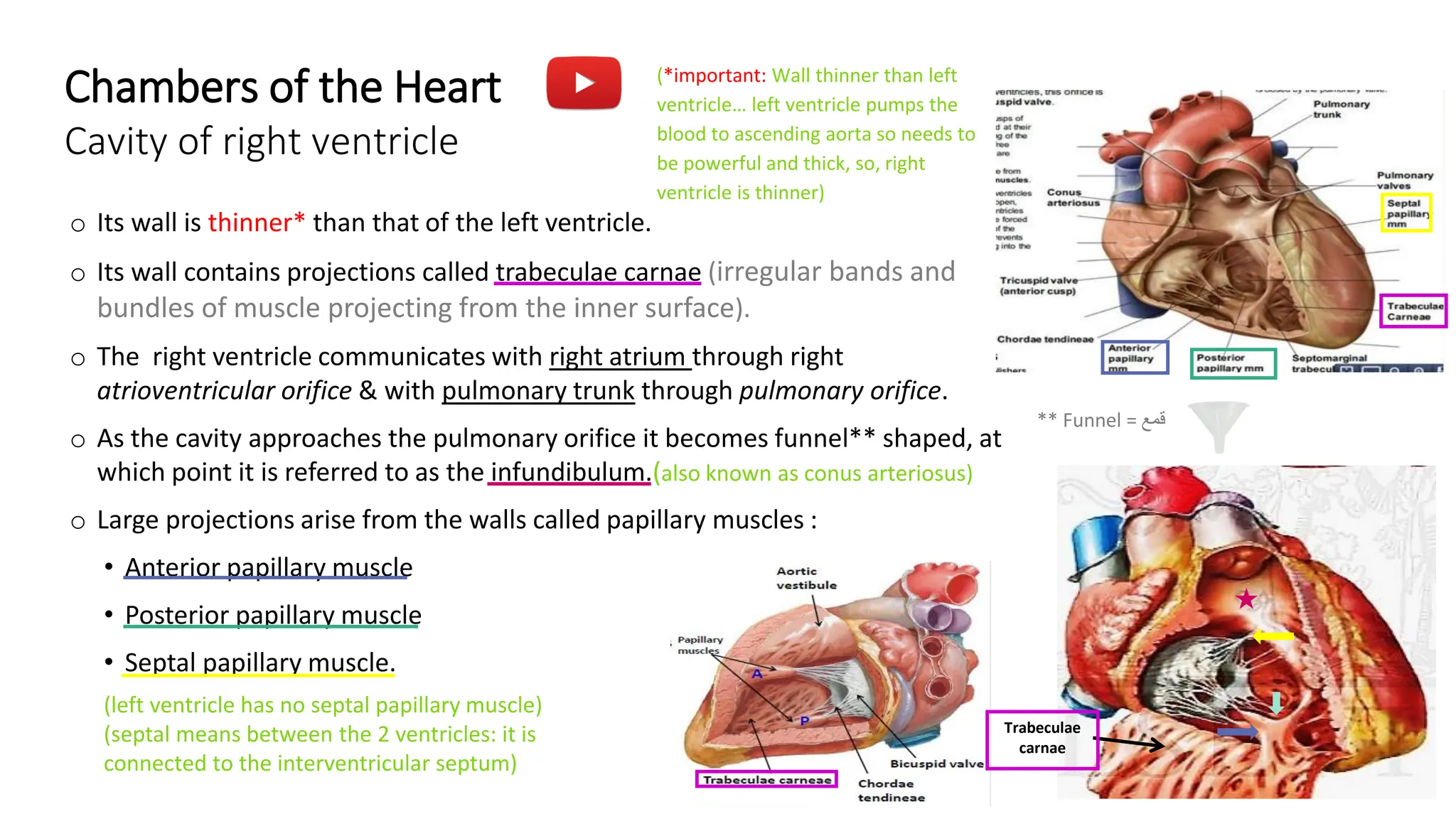 Anatomy of the Heart chambers and valves of the heart.pdf