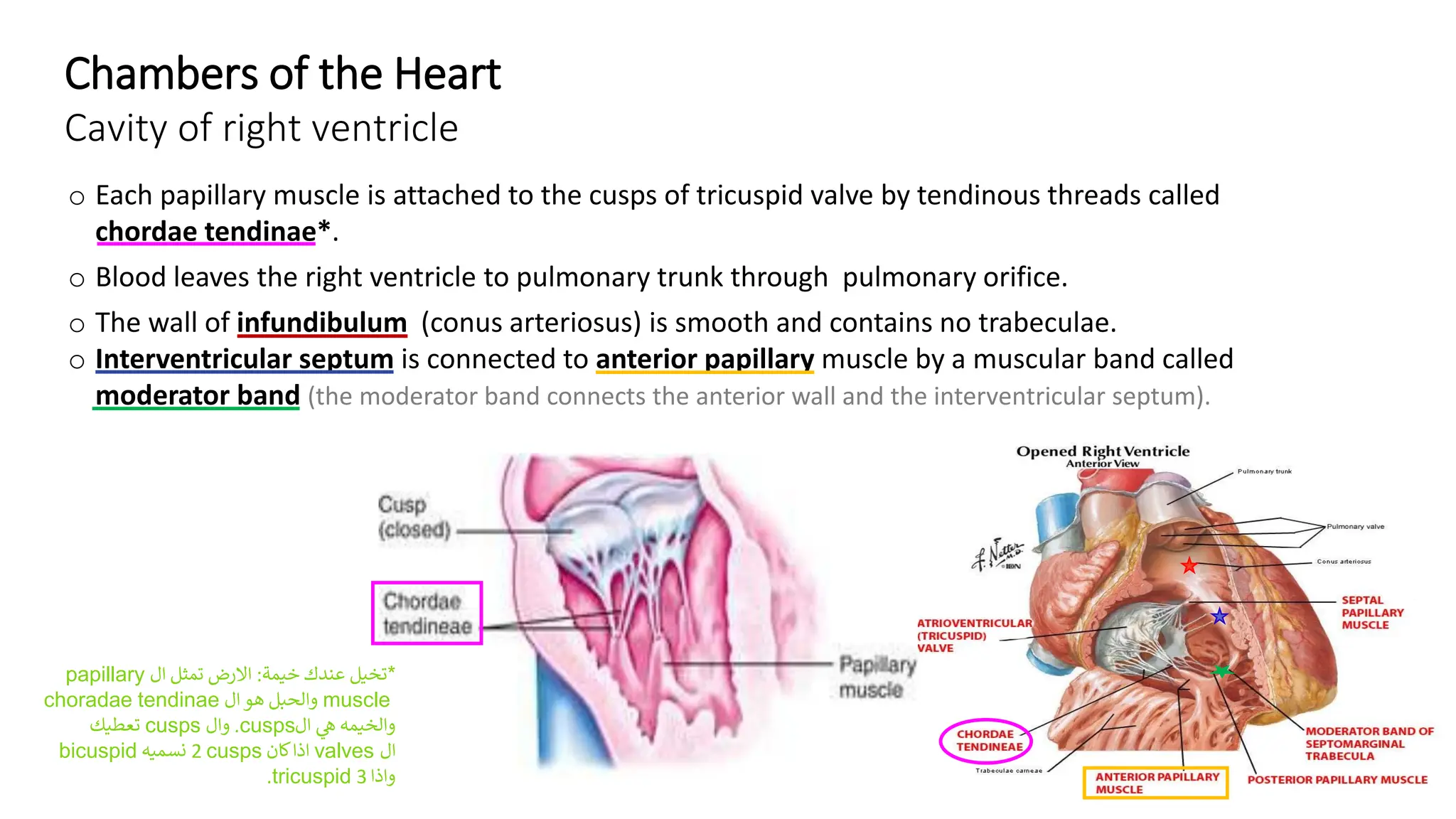 Anatomy of the Heart chambers and valves of the heart.pdf