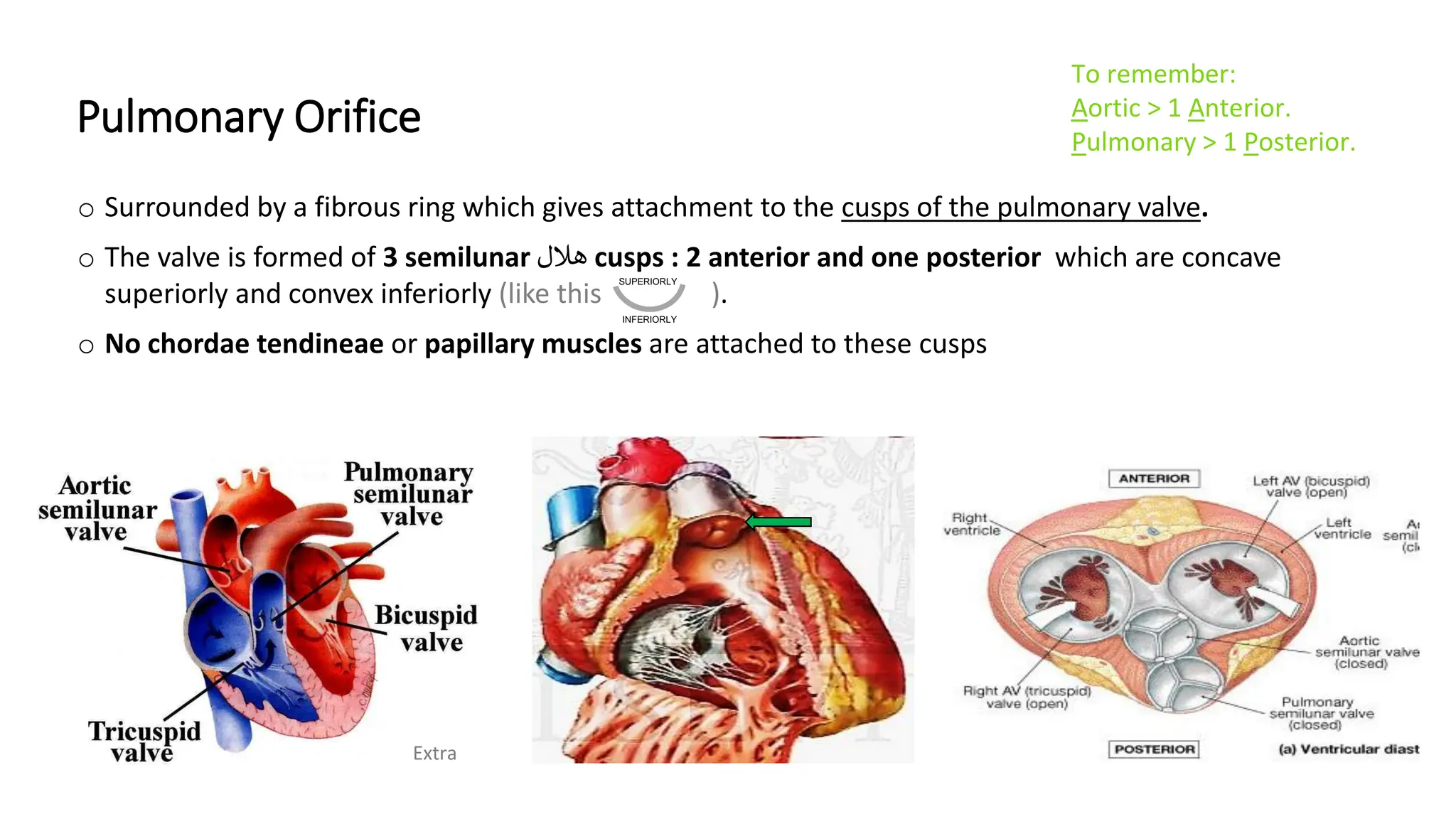 Anatomy of the Heart chambers and valves of the heart.pdf