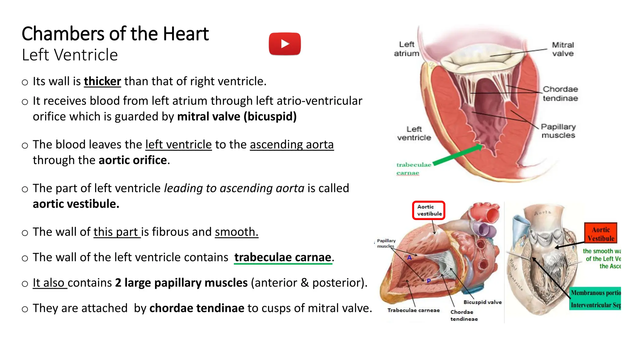 Anatomy of the Heart chambers and valves of the heart.pdf