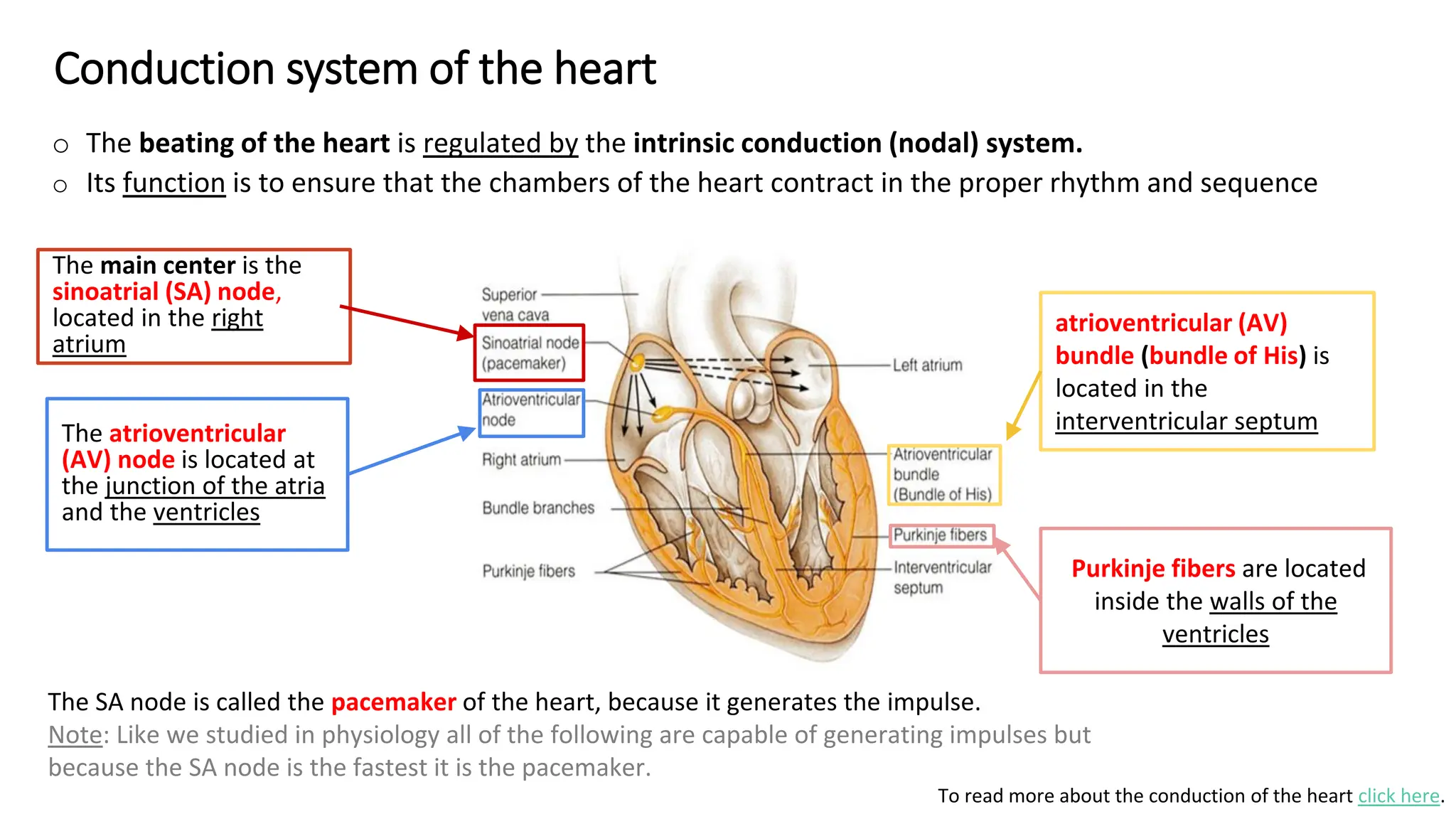 Anatomy of the Heart chambers and valves of the heart.pdf
