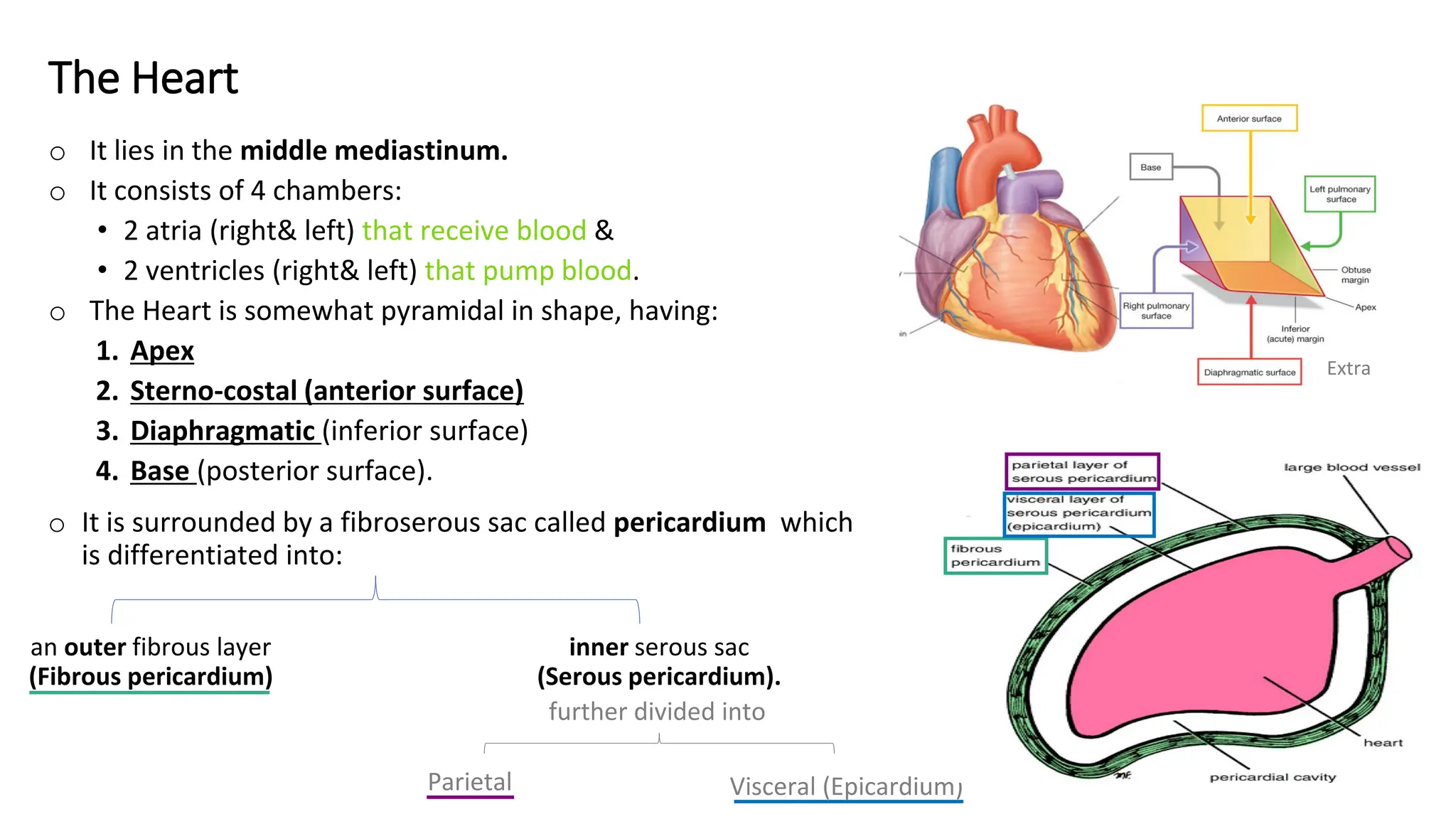 Anatomy of the Heart chambers and valves of the heart.pdf