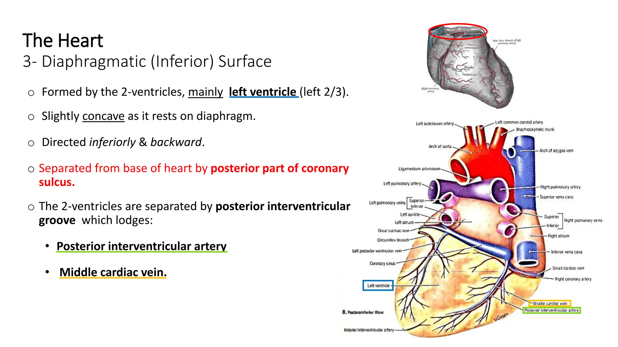 Anatomy of the Heart chambers and valves of the heart.pdf