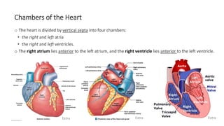 Anatomy of the Heart chambers and valves of the heart.pdf