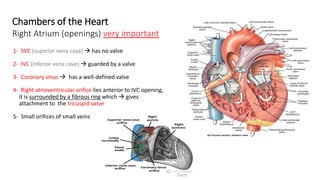 Anatomy of the Heart chambers and valves of the heart.pdf