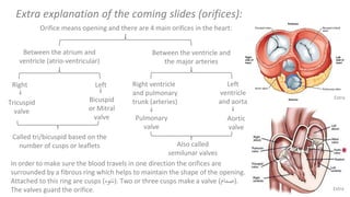 Anatomy of the Heart chambers and valves of the heart.pdf