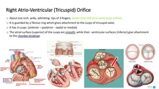Anatomy of the Heart chambers and valves of the heart.pdf