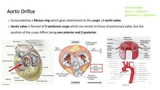 Anatomy of the Heart chambers and valves of the heart.pdf
