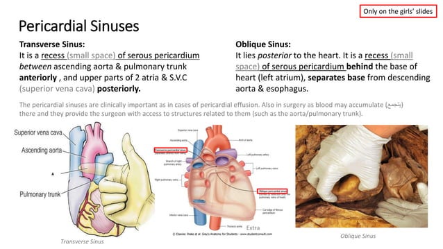 Anatomy of the Heart chambers and valves of the heart.pdf