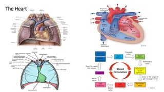 Anatomy of the Heart chambers and valves of the heart.pdf