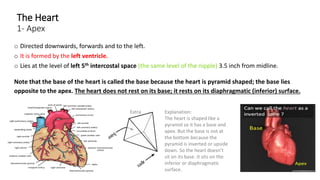 Anatomy of the Heart chambers and valves of the heart.pdf